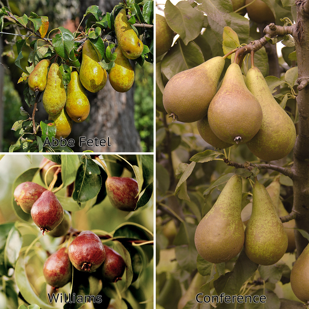 Family Pear Tree. Three varieties on the same tree, 80-100cm tall in a ...